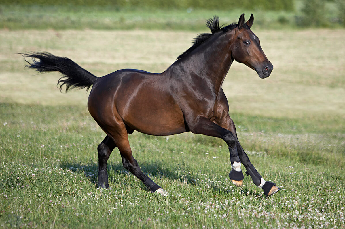 Piimaan hyödyistä – Scandinavian Horse & Dog